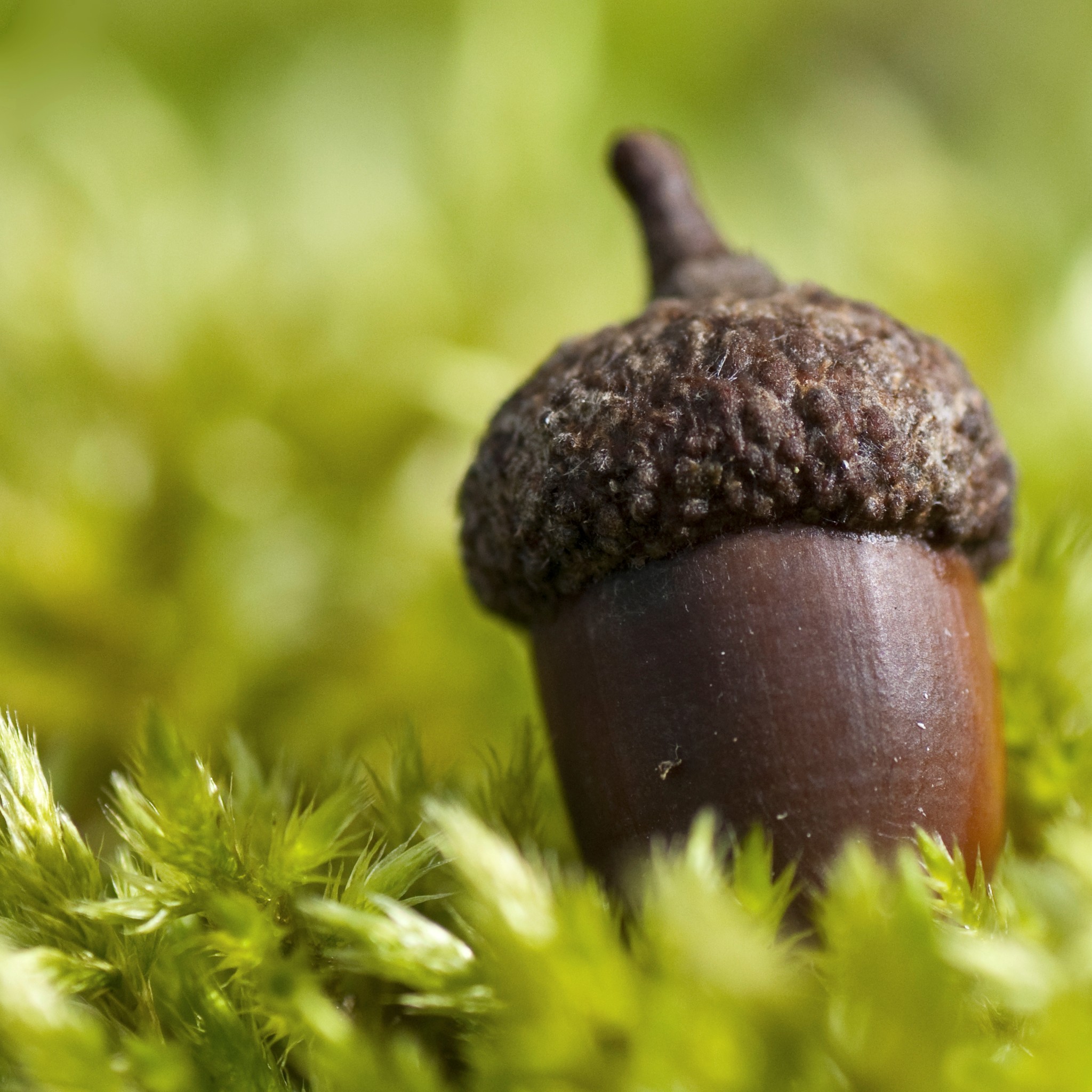 Acorn | Acorn Advertising